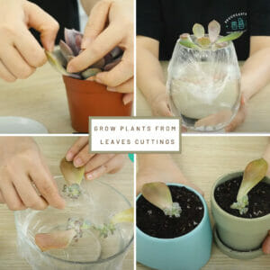 How to Grow plants From Cuttings in Water? A Beginner's Guide