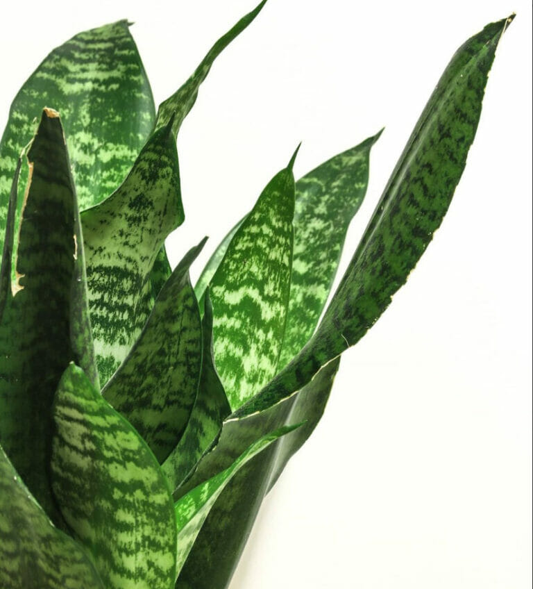 40 Beautiful Types of Snake Plants With Pictures