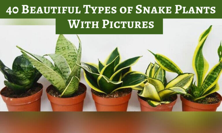 40 Beautiful Types of Snake Plants With Pictures
