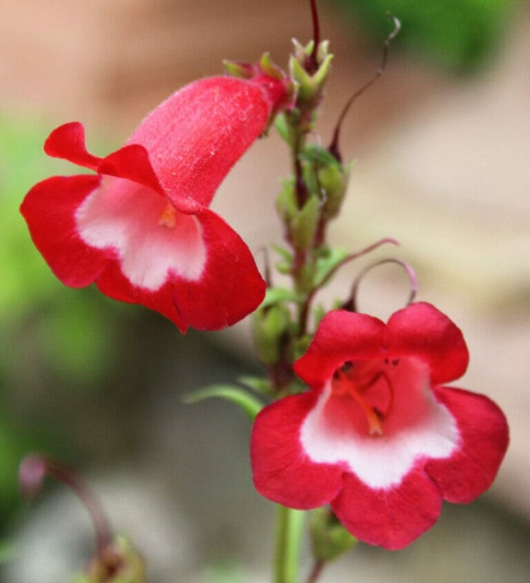 41 Beautiful Flowers That Look Like Bells